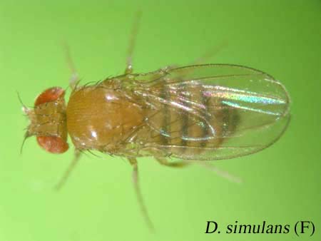 愛媛大学 D. simulans